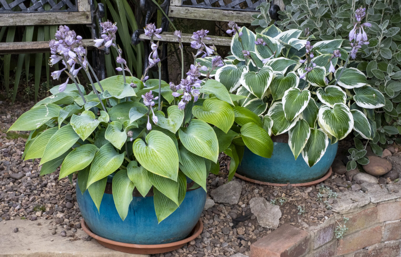 Join Us - Georgia Hosta Society - Hosta Gardening Community