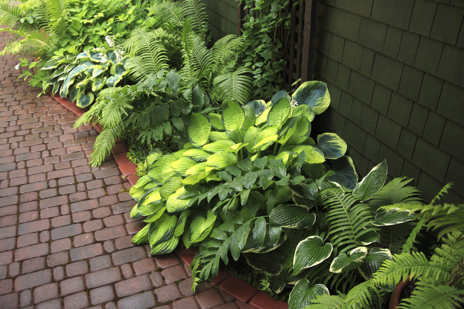 Hosta Gardening - Georgia Hosta Society