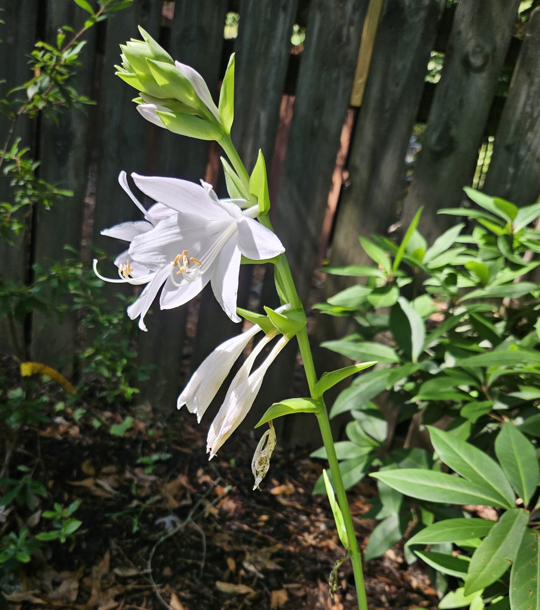 Hosta Gardening - Georgia Hosta Society